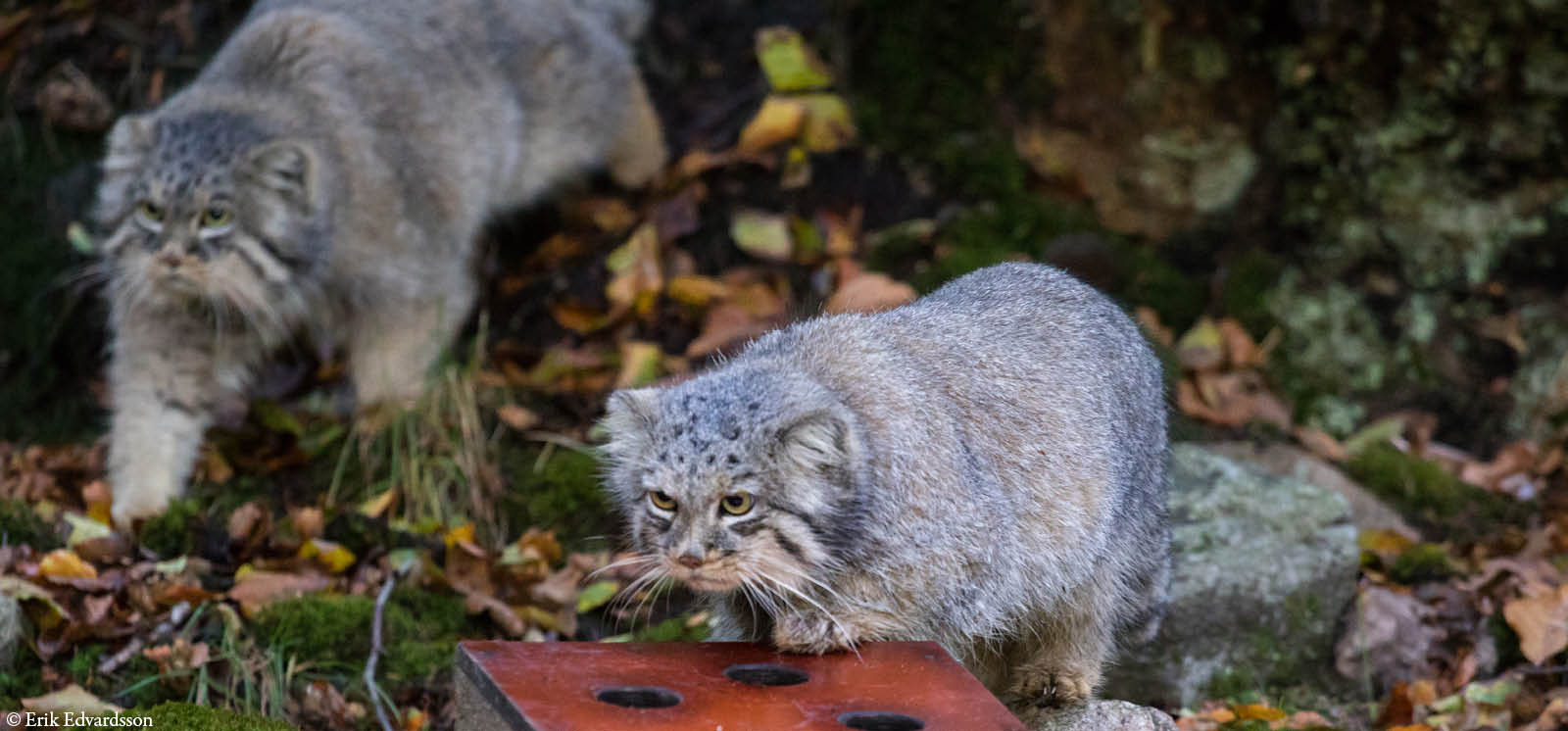 Pallaskatt | Nordens Ark