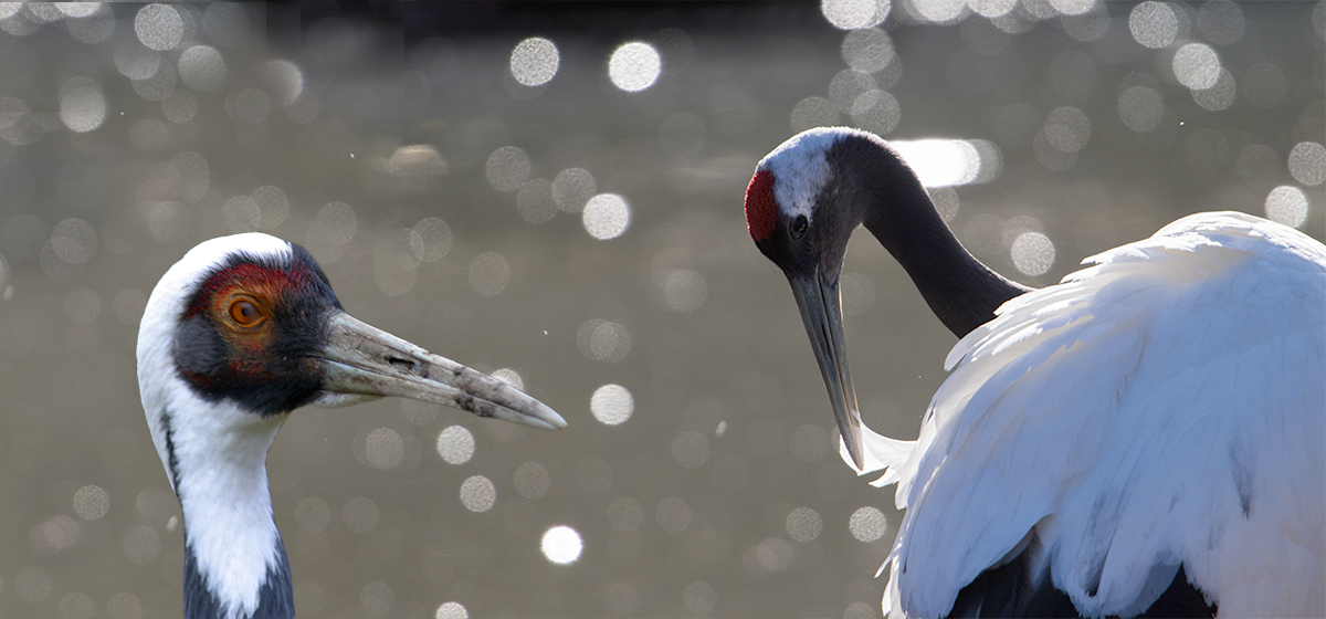 Bevarande av japansk trana & glasögontrana | Nordens Ark